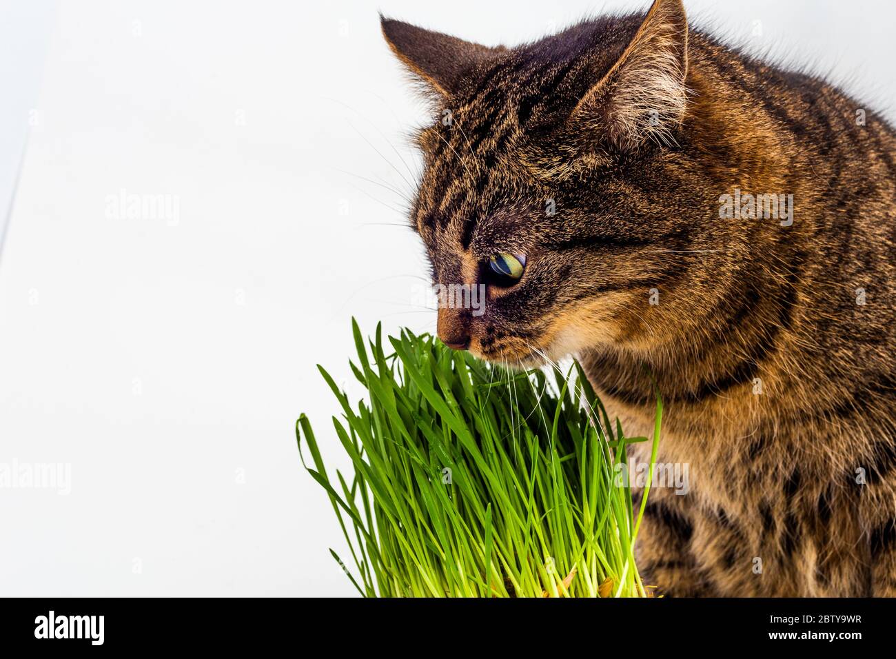 yellow eyed tabby cat eating fresh green grass close-up on white ...