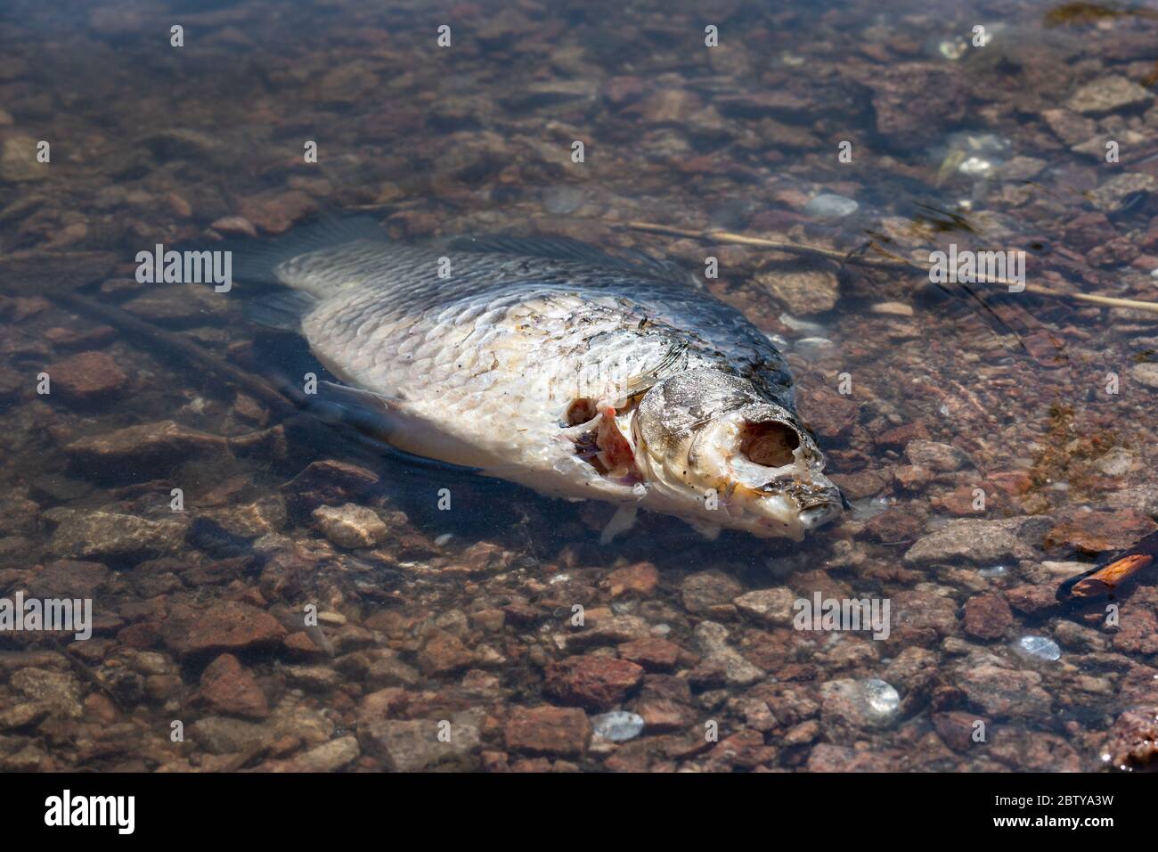Dead common bream (Abramis brama) with eye already eaten in shore water ...