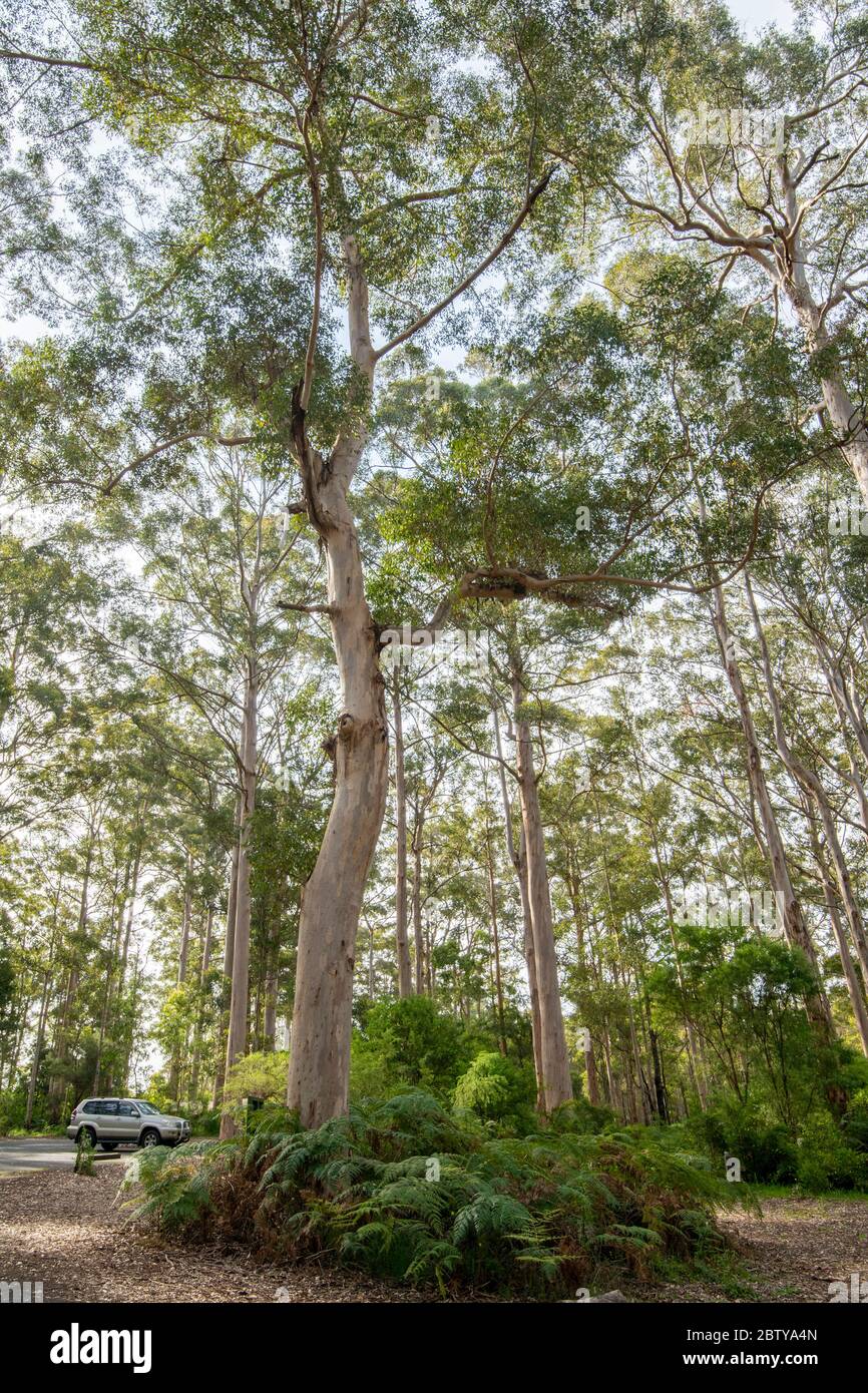 Giant Karri gum trees at Gloucester National Park, Pemberton, Western ...