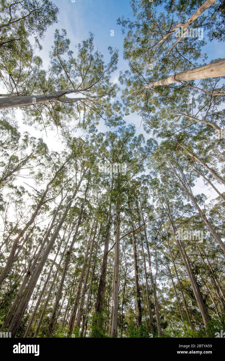 Karri tree eucalyptus diversicolor hi-res stock photography and images ...