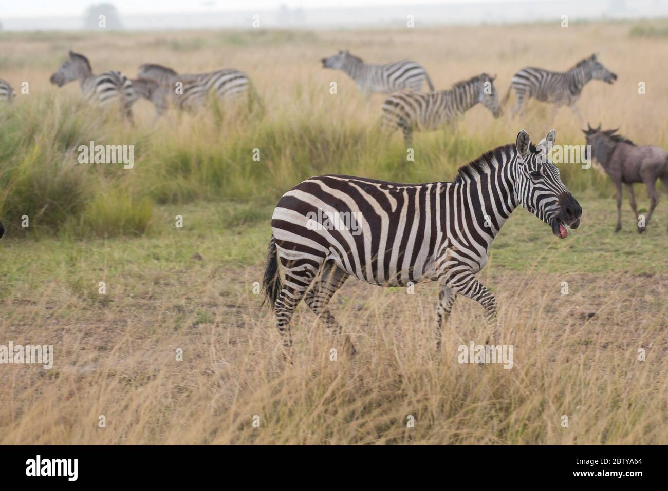 Zebras hugging hi-res stock photography and images - Alamy