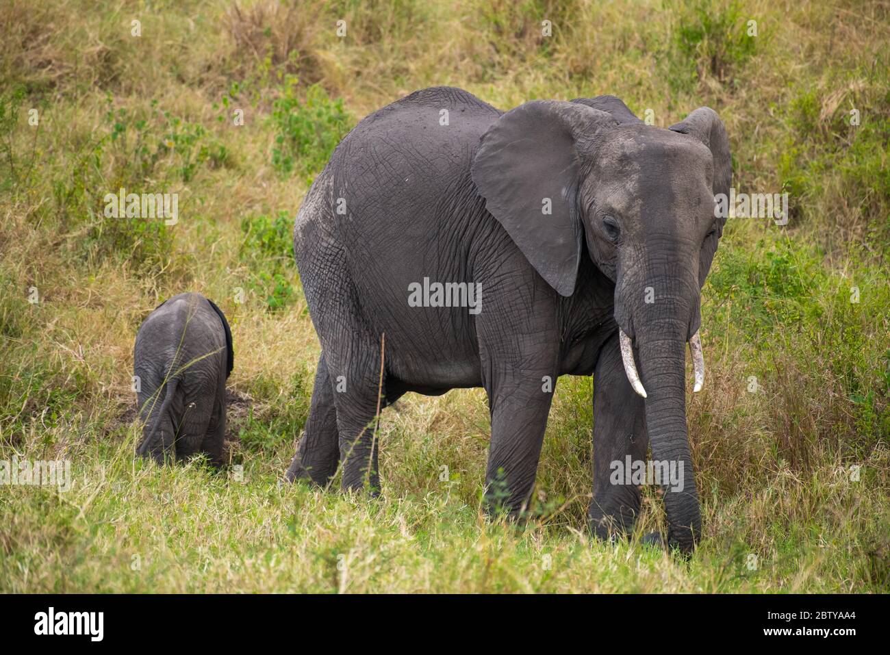 African Elephant and Baby Elephants, Masai Mara Stock Photo - Alamy