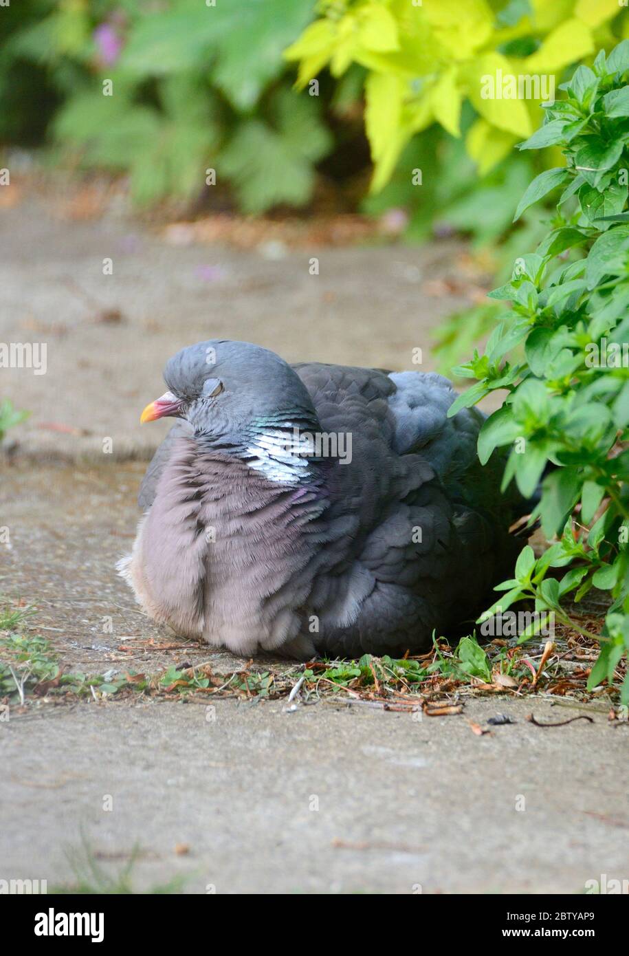 Bird with closed eye hi-res stock photography and images - Alamy