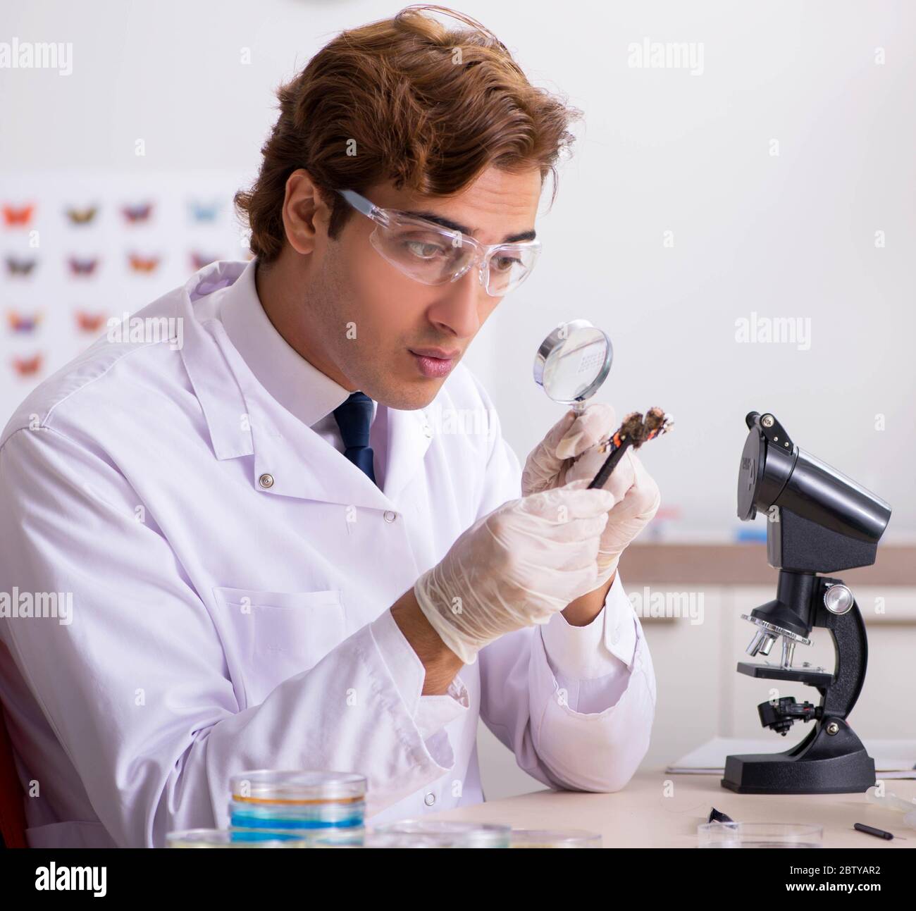 The scientist entomologist studying new butterfly species Stock Photo ...