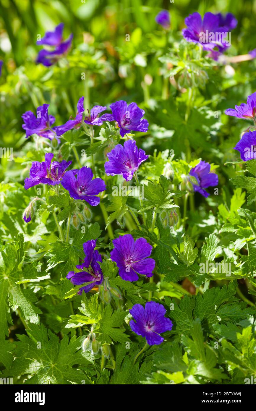 Pelargoniums Geranium High Resolution Stock Photography and Images - Alamy