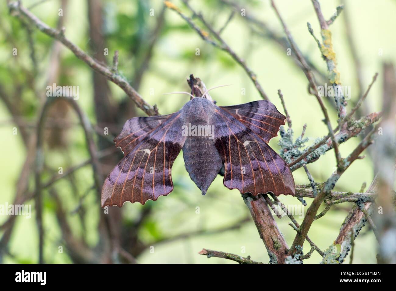 Moth poplar hi-res stock photography and images - Alamy