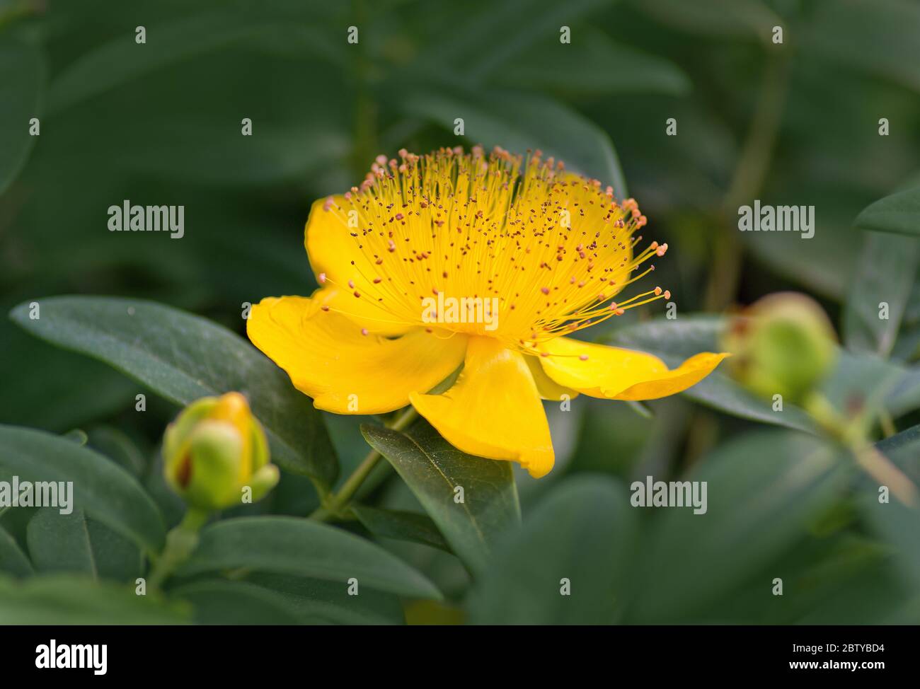 Flower of Hypericum Stock Photo - Alamy