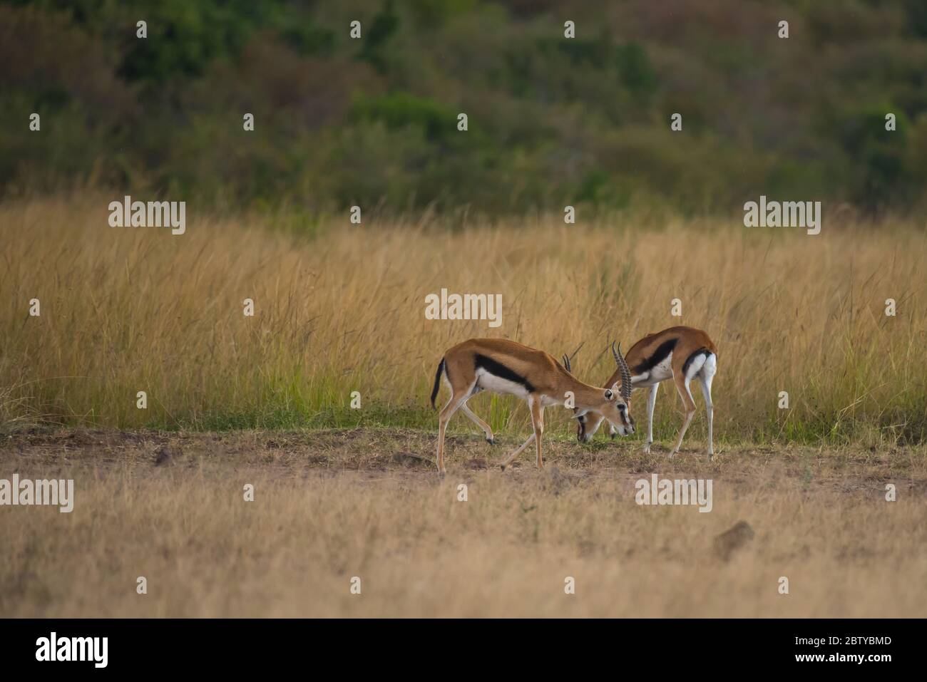 African Impala or African Deer View from Masai Mara Stock Photo - Alamy