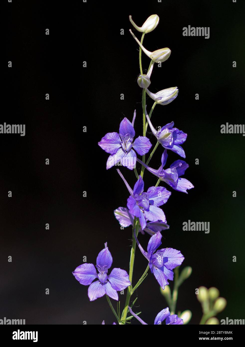 Flower of Delphinium Stock Photo - Alamy