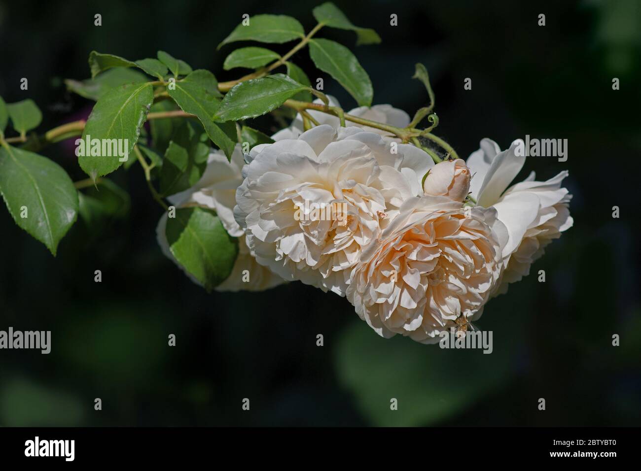 Flower of rose Lichfield Angel by David Austin Stock Photo - Alamy