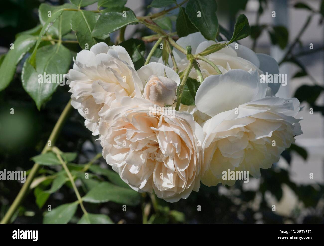 Flower of rose Lichfield Angel by David Austin Stock Photo - Alamy