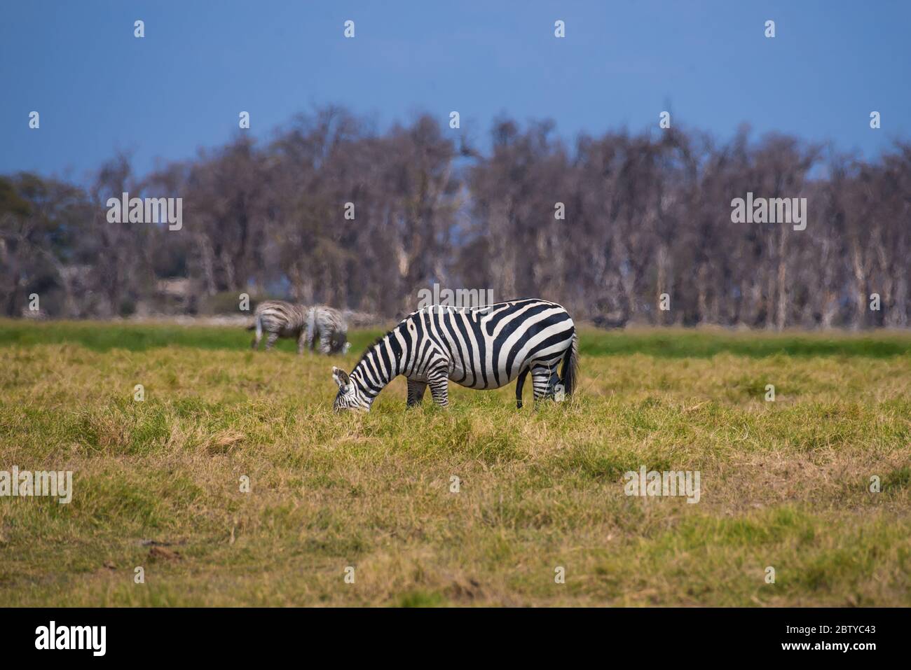 African zebra migration hi-res stock photography and images - Alamy