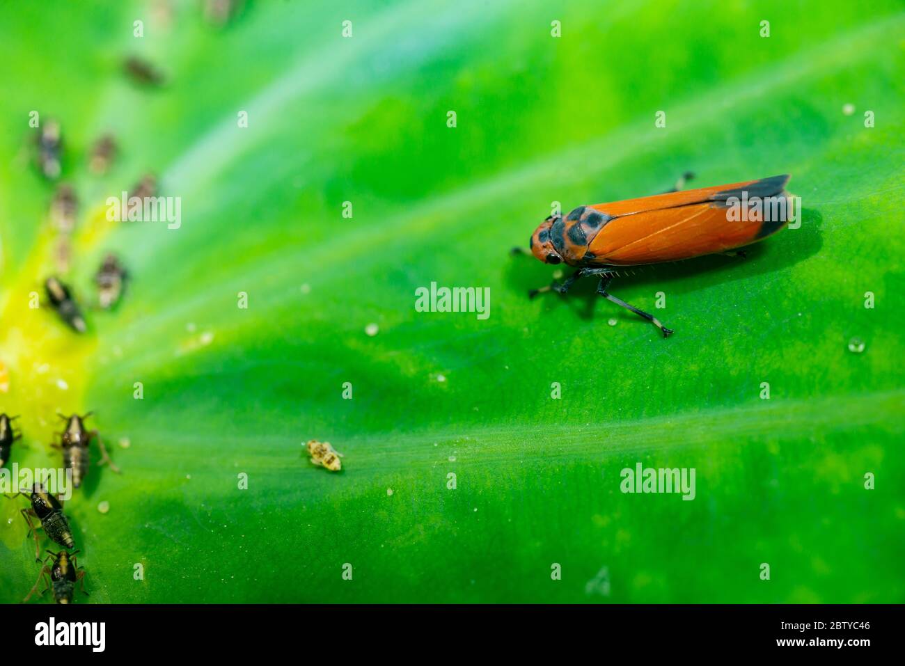 Cotton stainer bug dysdercus poecilus hi-res stock photography and ...