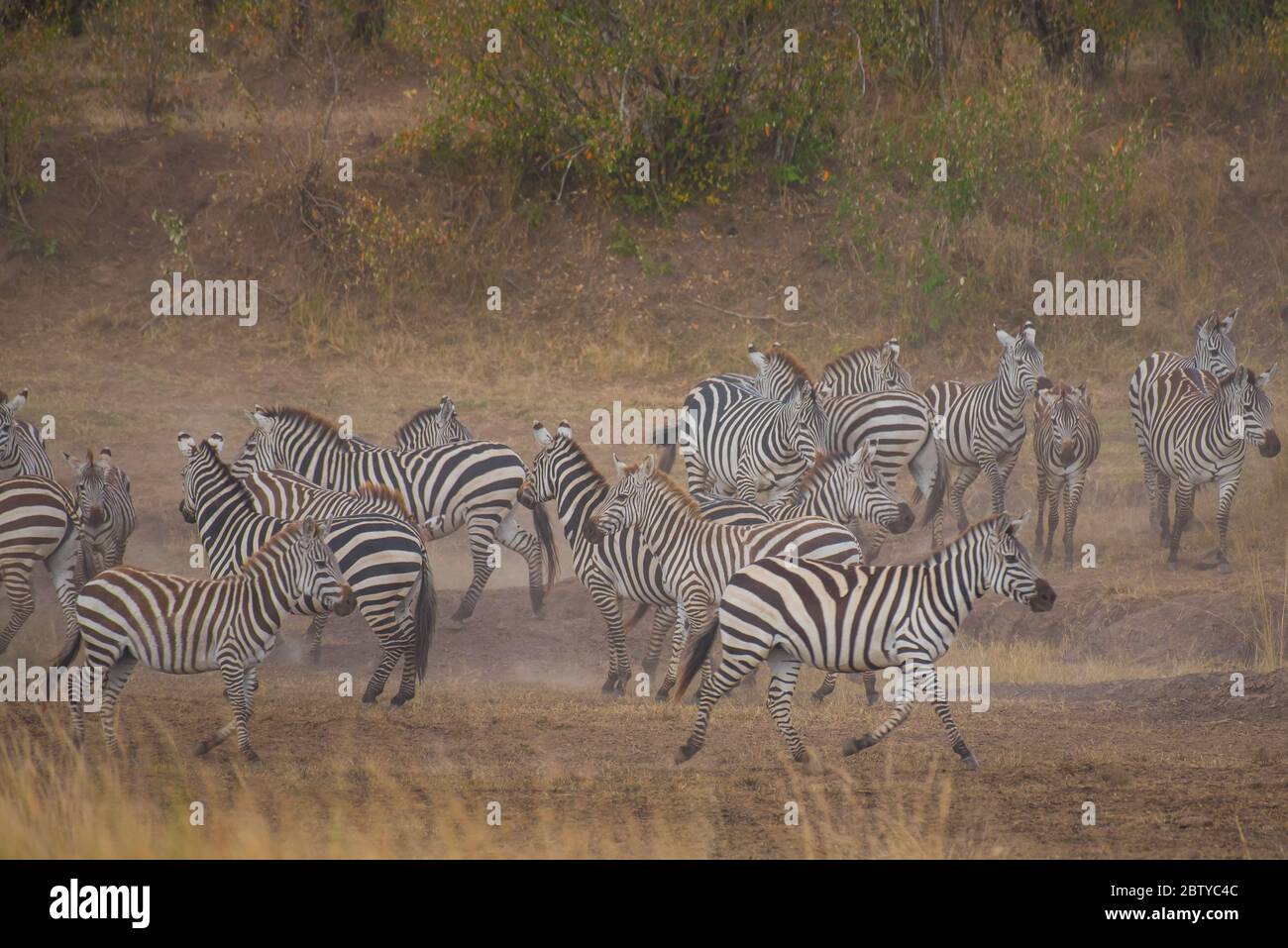 African Zebras Migration From Masai Mara Kenya Stock Photo - Alamy