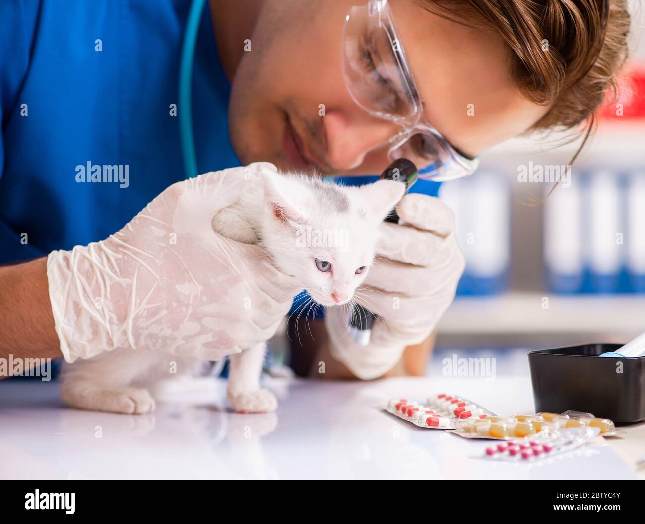 The vet doctor examining kittens in animal hospital Stock Photo - Alamy