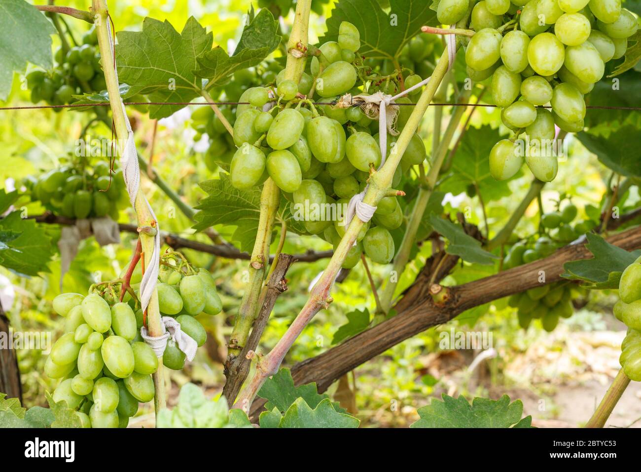Bush of grape with unripe green bunches of grapes in a summer vineyard ...