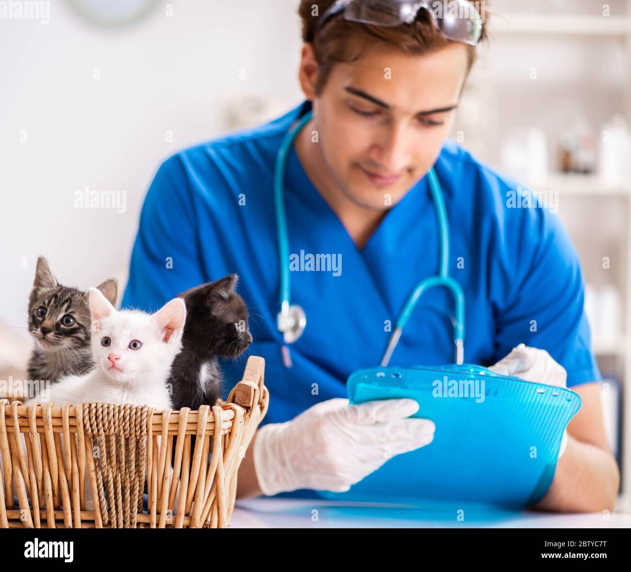 The vet doctor examining kittens in animal hospital Stock Photo - Alamy
