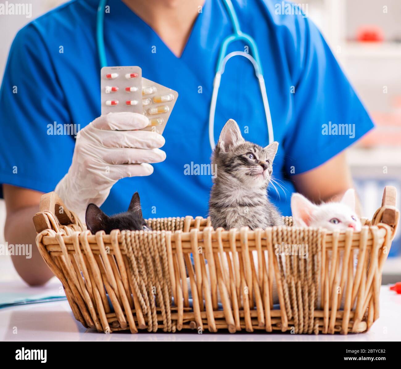 The vet doctor examining kittens in animal hospital Stock Photo - Alamy