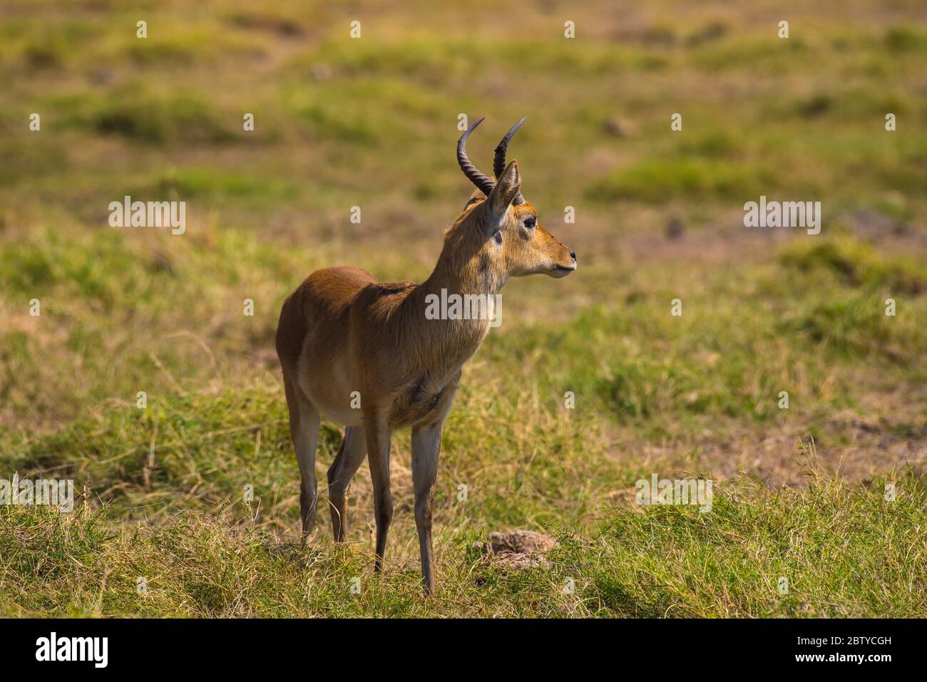 African Impala or African Deer View from Masai Mara Stock Photo - Alamy