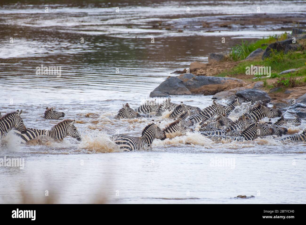 African Zebras Migration From Masai Mara Kenya Stock Photo - Alamy