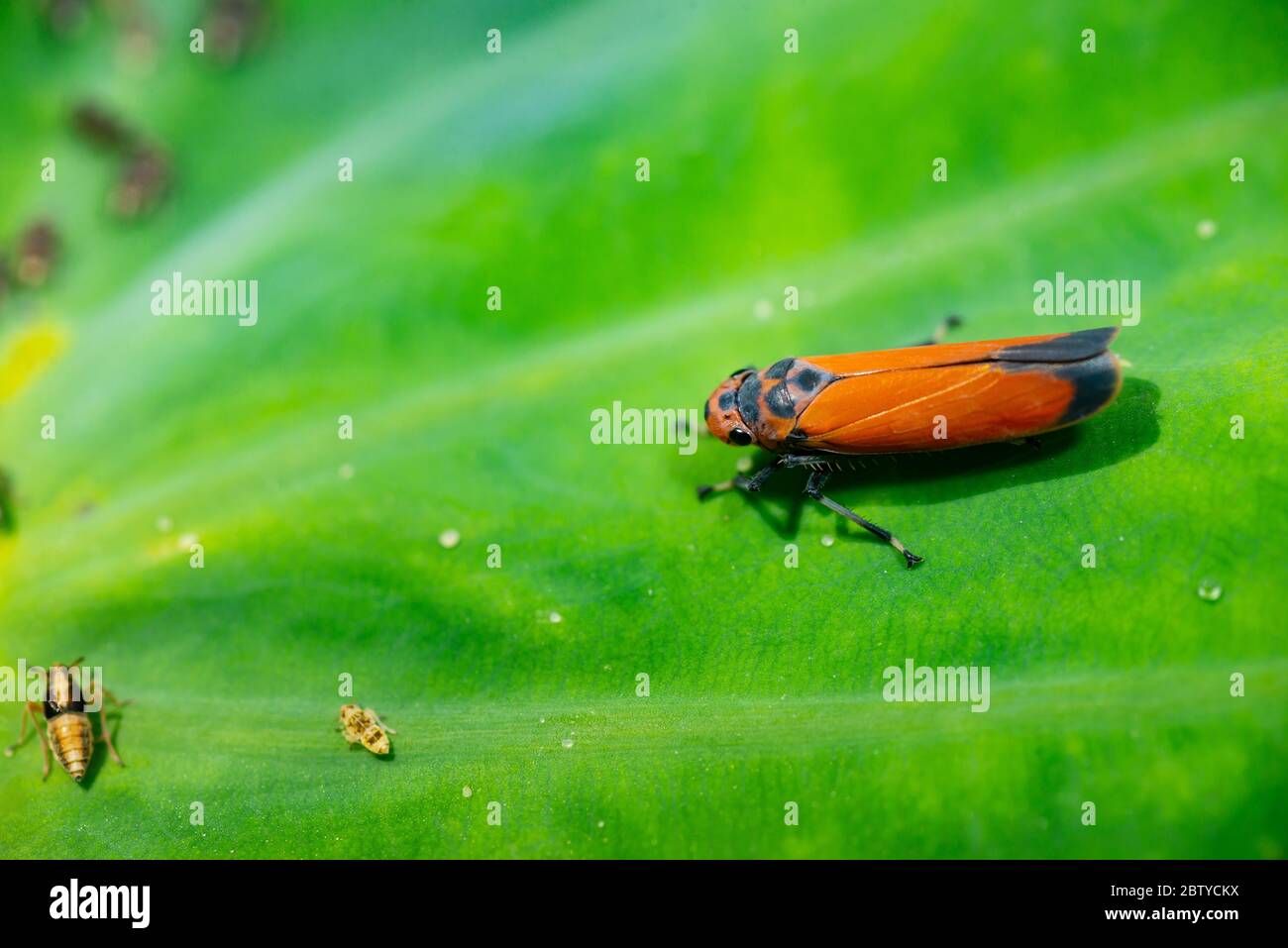 A red cotton stainer bug is resting on the green leaf Stock Photo - Alamy