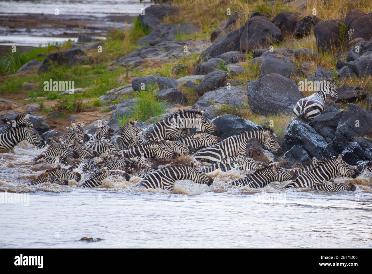 African Zebras Migration From Masai Mara Kenya Stock Photo - Alamy