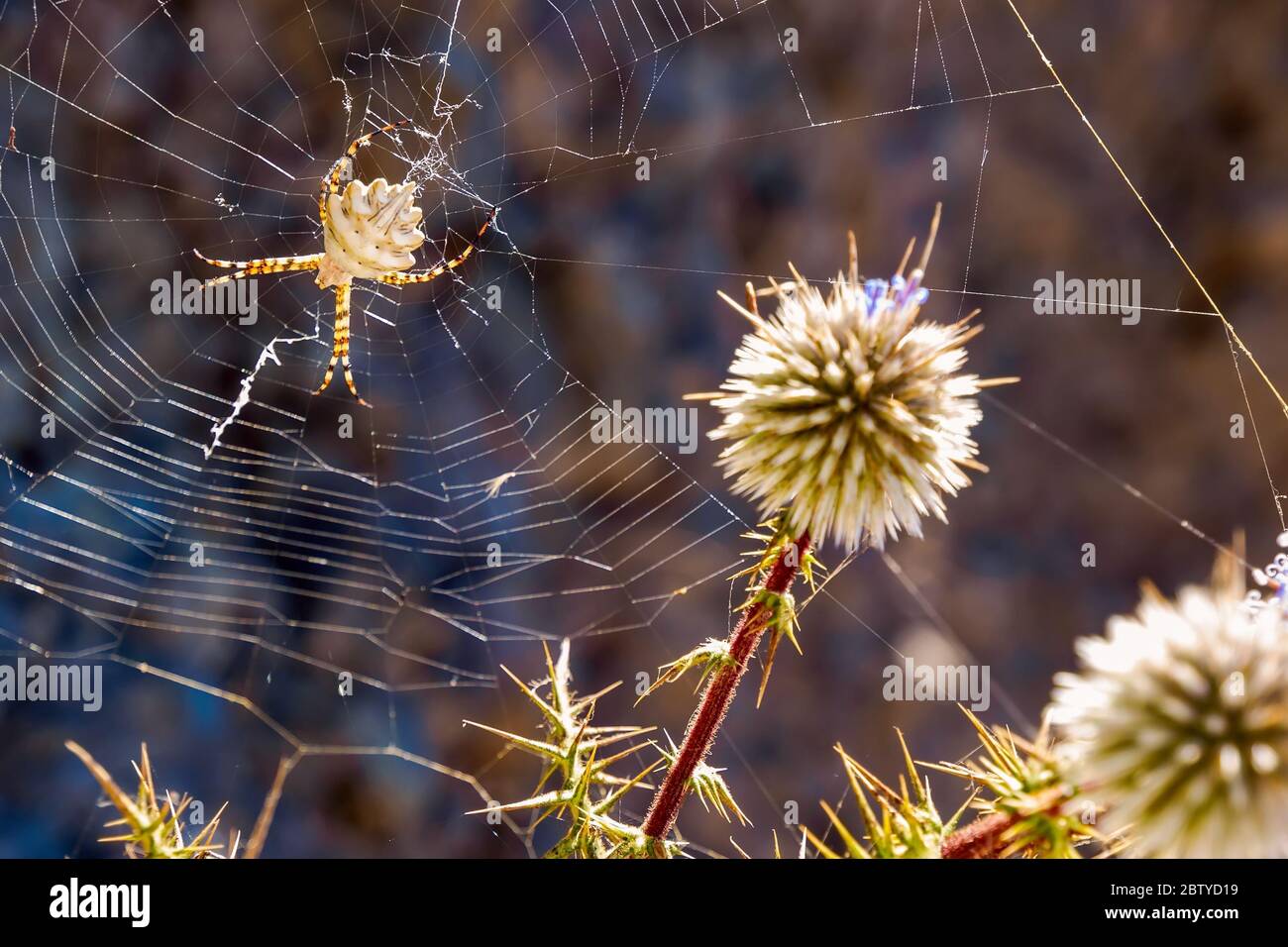 Spider on spider web.Wild nature on the island Santorini, Cyclades ...