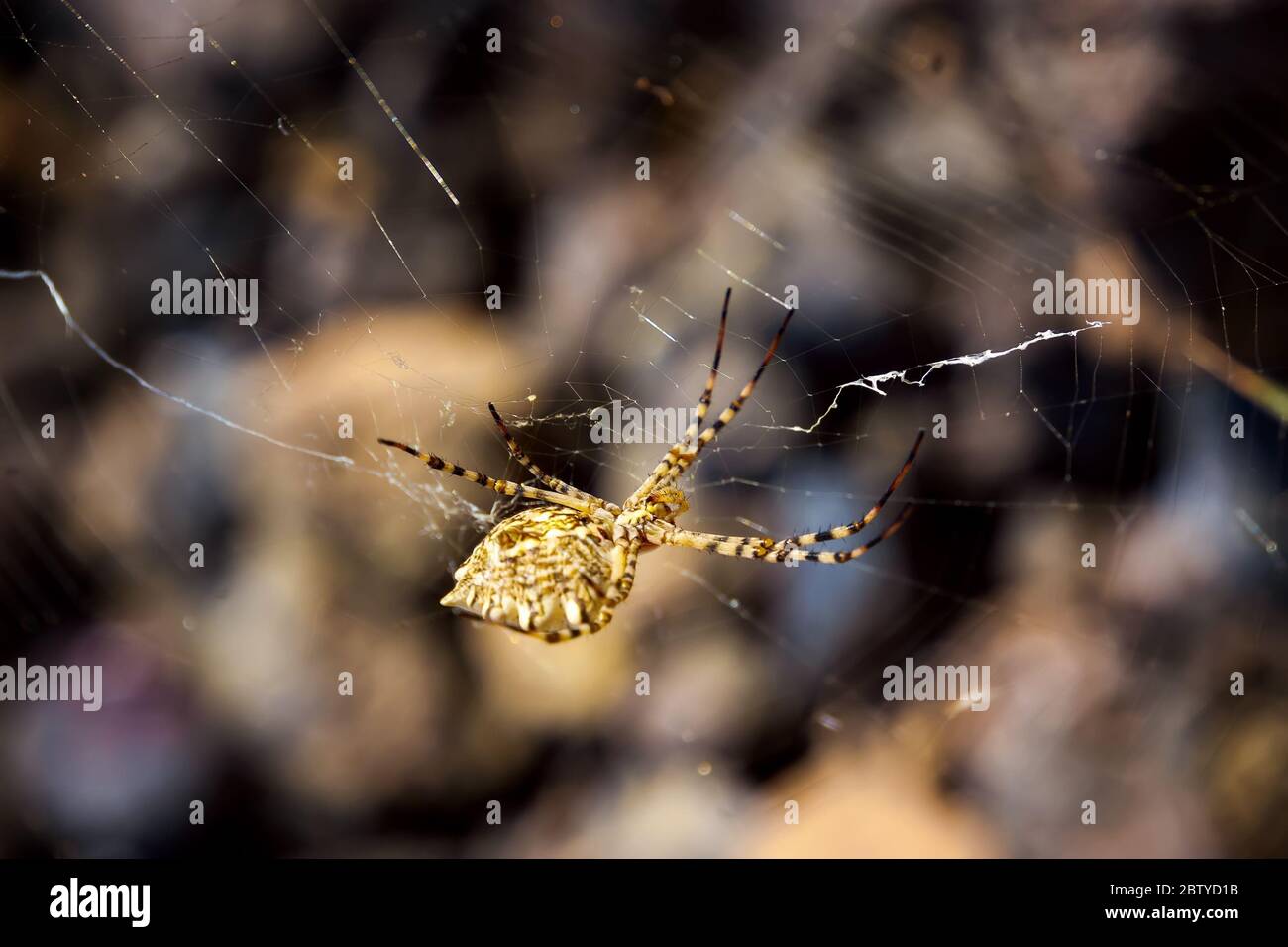 Spider on spider web.Wild nature on the island Santorini, Cyclades ...