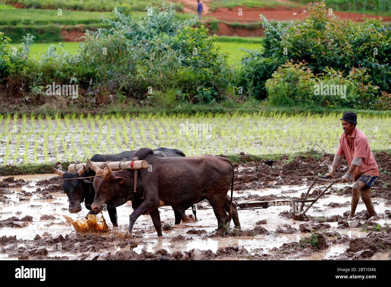 Farmer ploughing rice paddy field with traditional primitive wooden ...