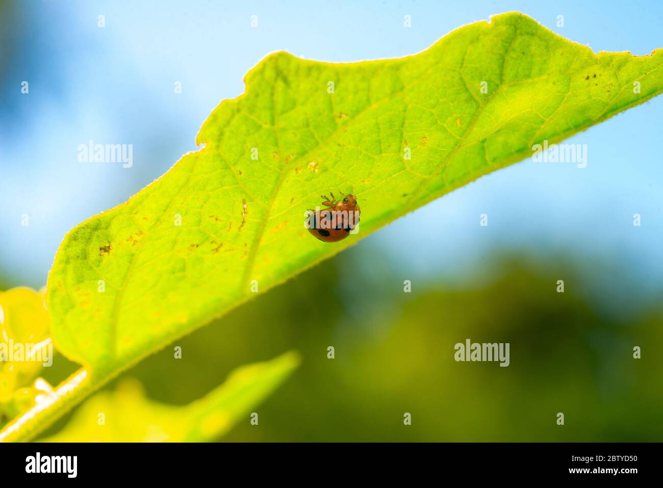 Red ladybug hiding under a green leaf Stock Photo - Alamy
