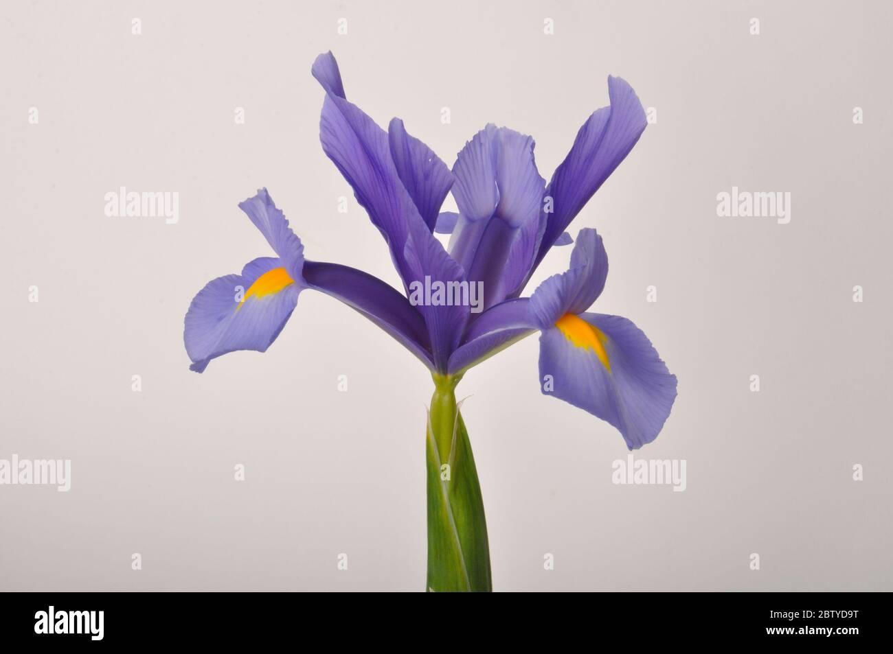 leaf iris in sword on a white background Stock Photo - Alamy