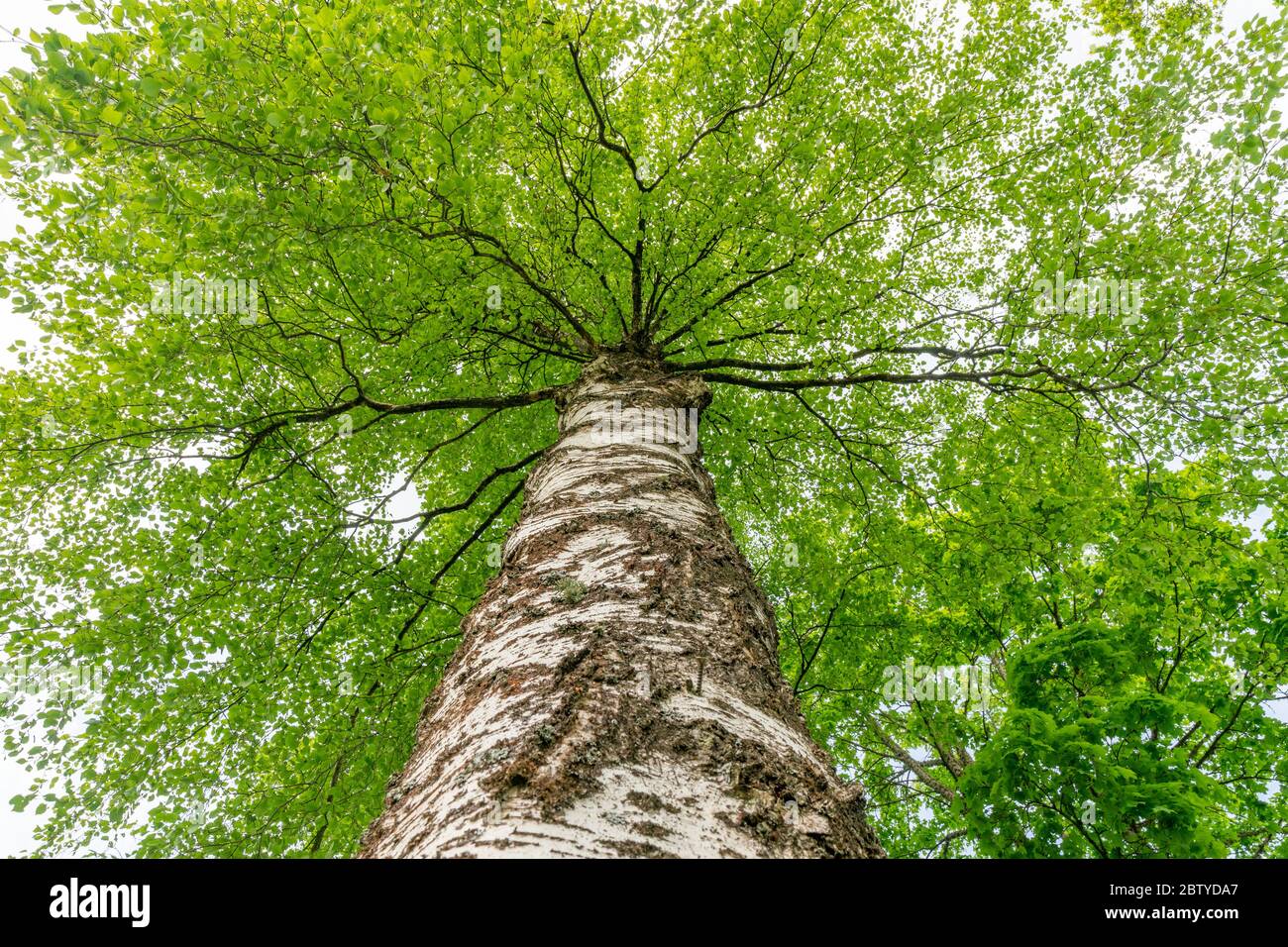 Natural background bottom view of the top of birch tree stretch towards ...