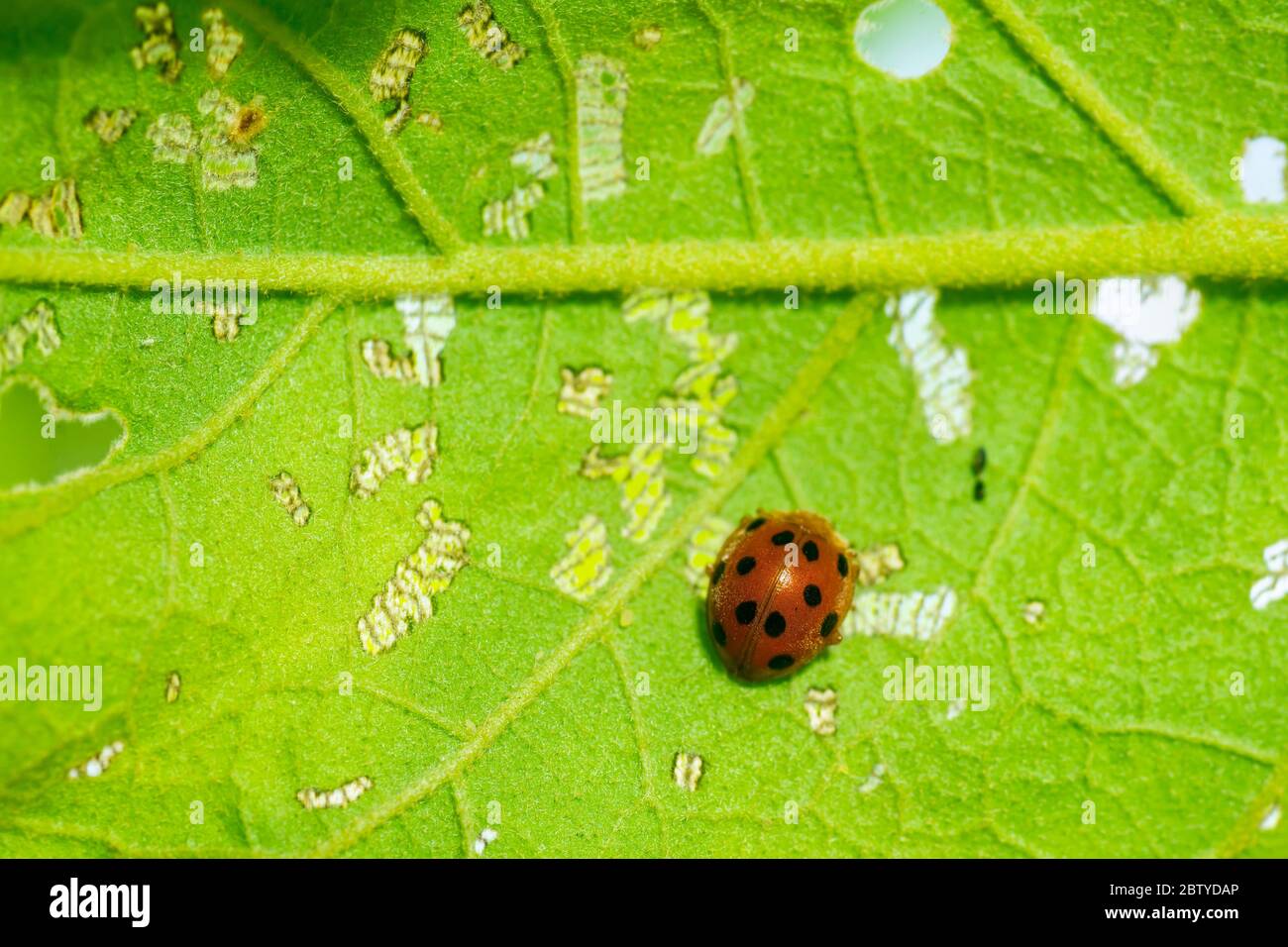 Ladybug Hiding High Resolution Stock Photography and Images - Alamy