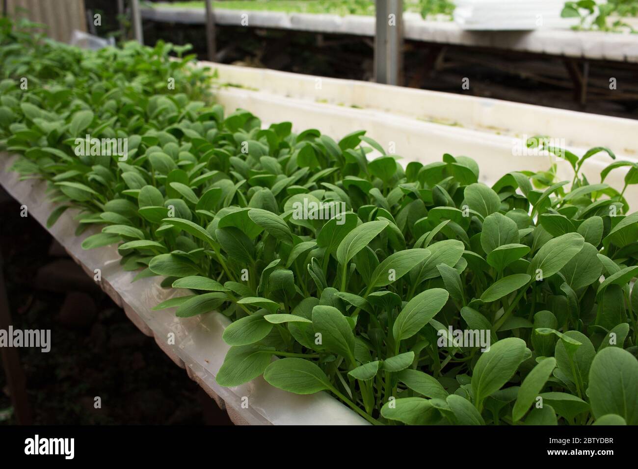 Hydroponically grown hi-res stock photography and images - Alamy