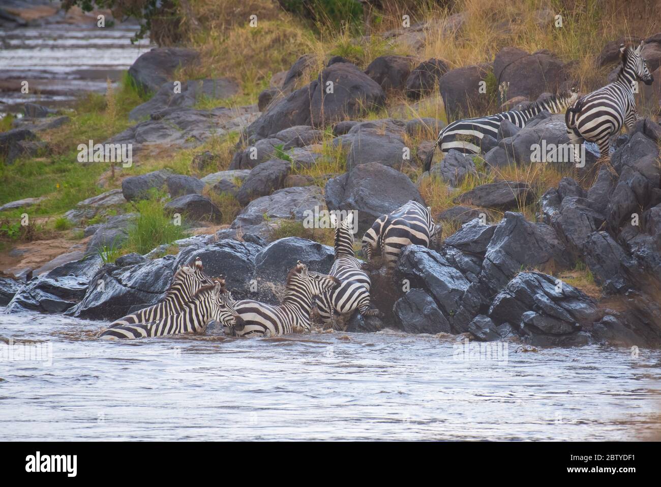 African zebra migration hi-res stock photography and images - Alamy