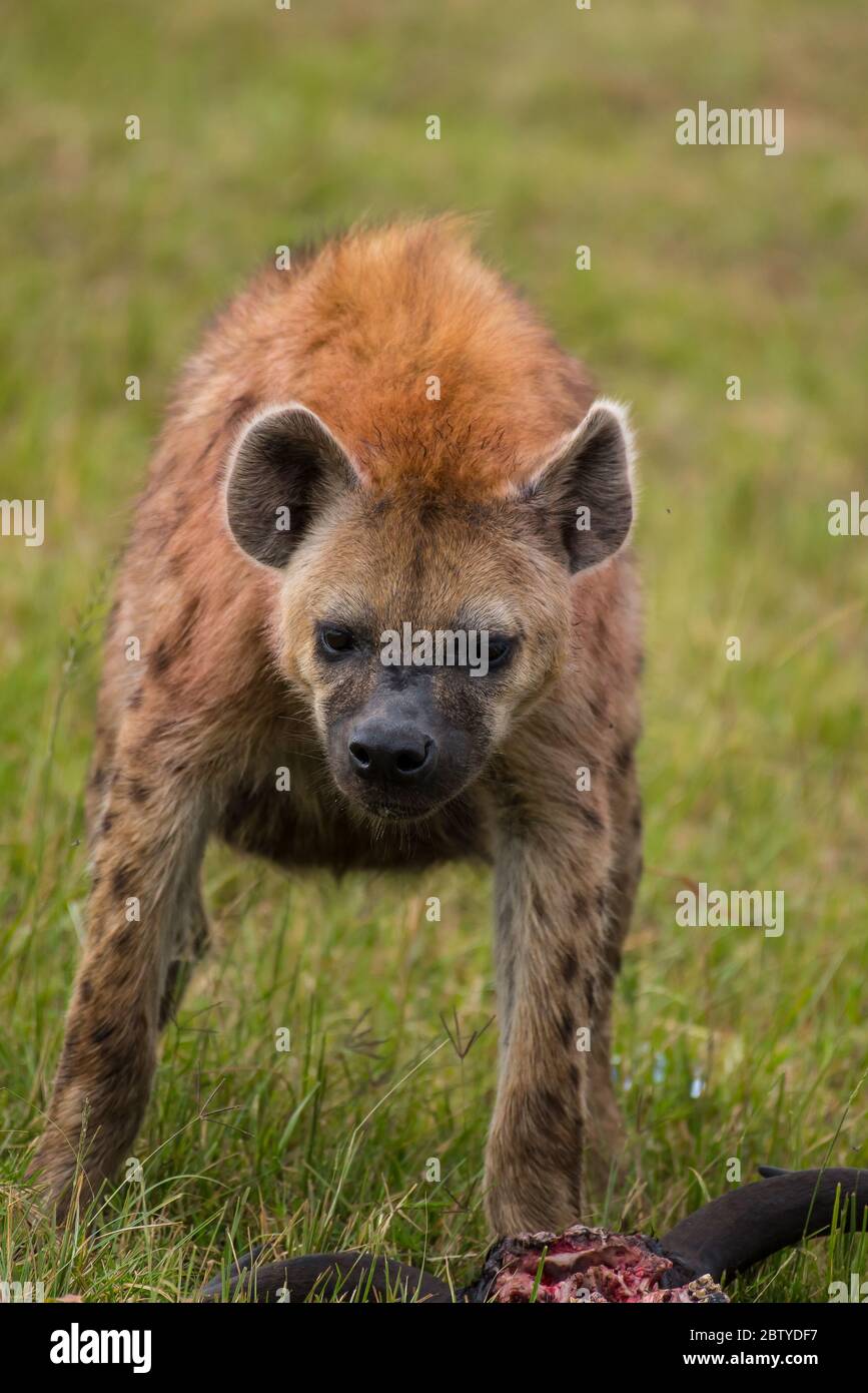 African Hyena, Masai Mara Kenya Stock Photo - Alamy