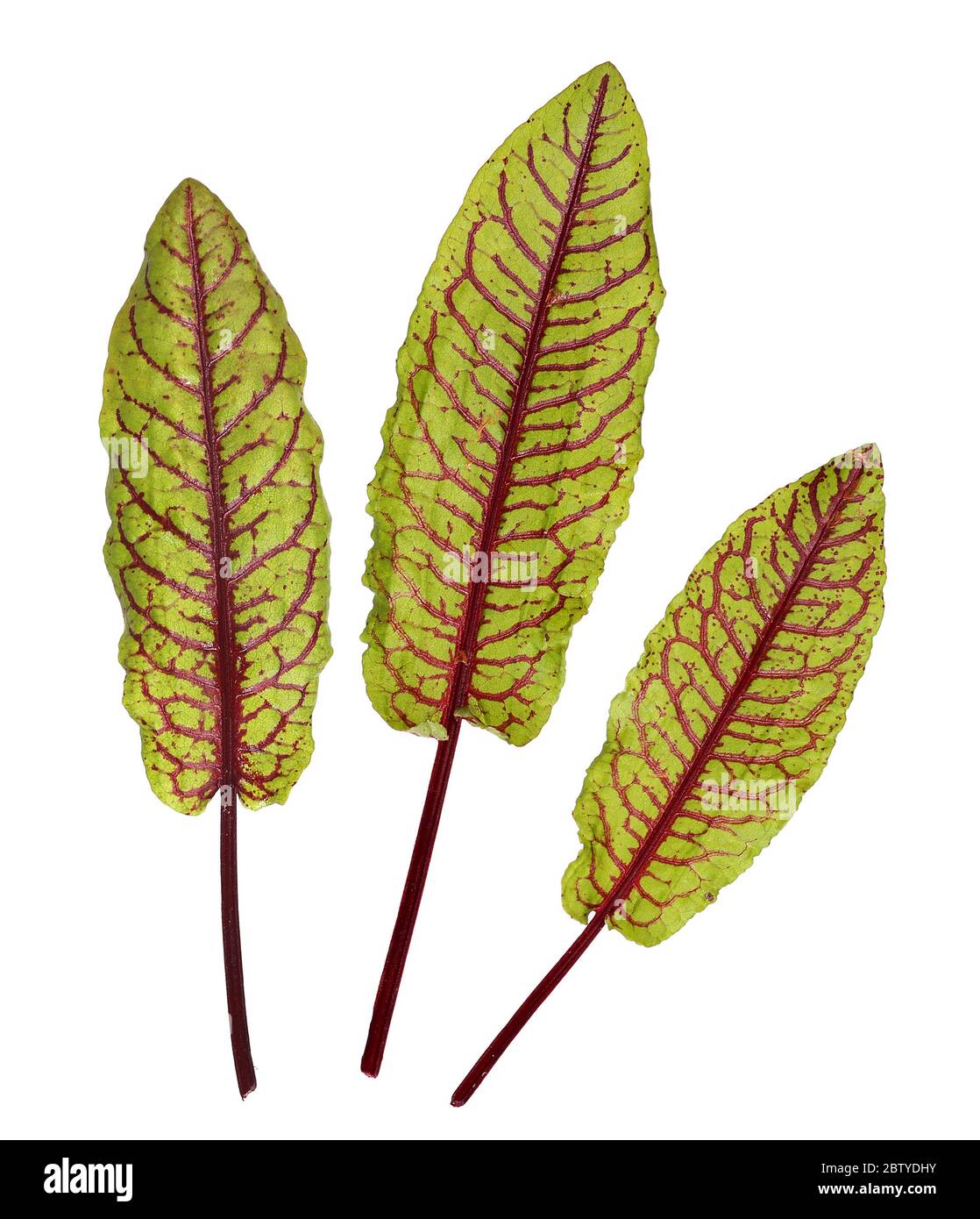 Sorrel leaves as a spice or for the salad Stock Photo - Alamy