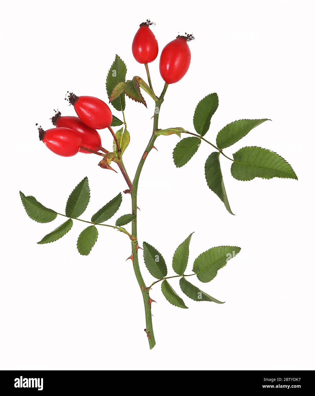 Rose hips, isolated Stock Photo - Alamy