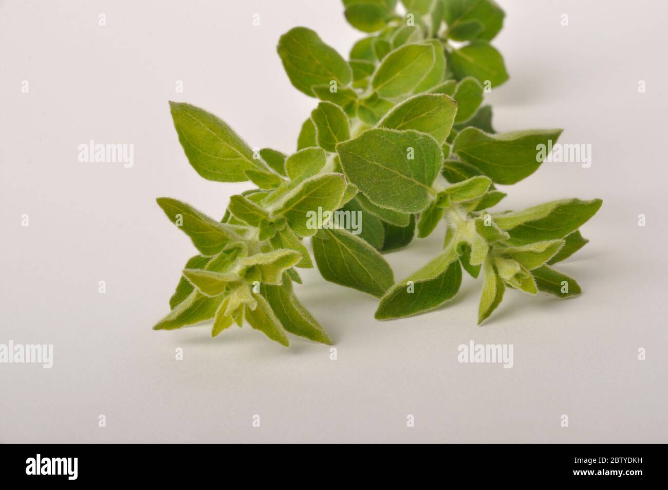 oregano on a white background Stock Photo - Alamy