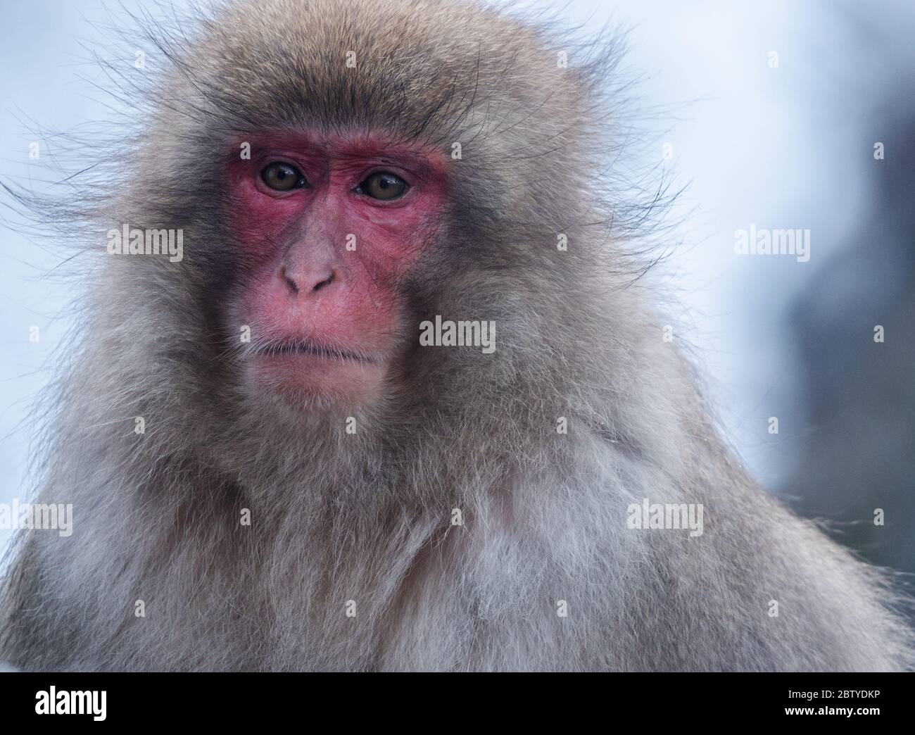 Honshu animals hi-res stock photography and images - Alamy