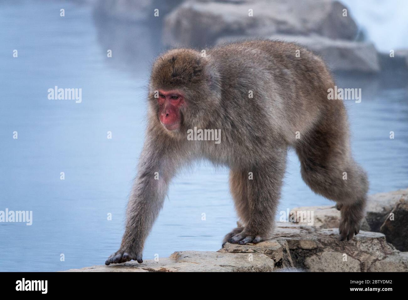 Snow monkey walking on the edge of the Onsen, Honshu, Japan, Asia Stock ...