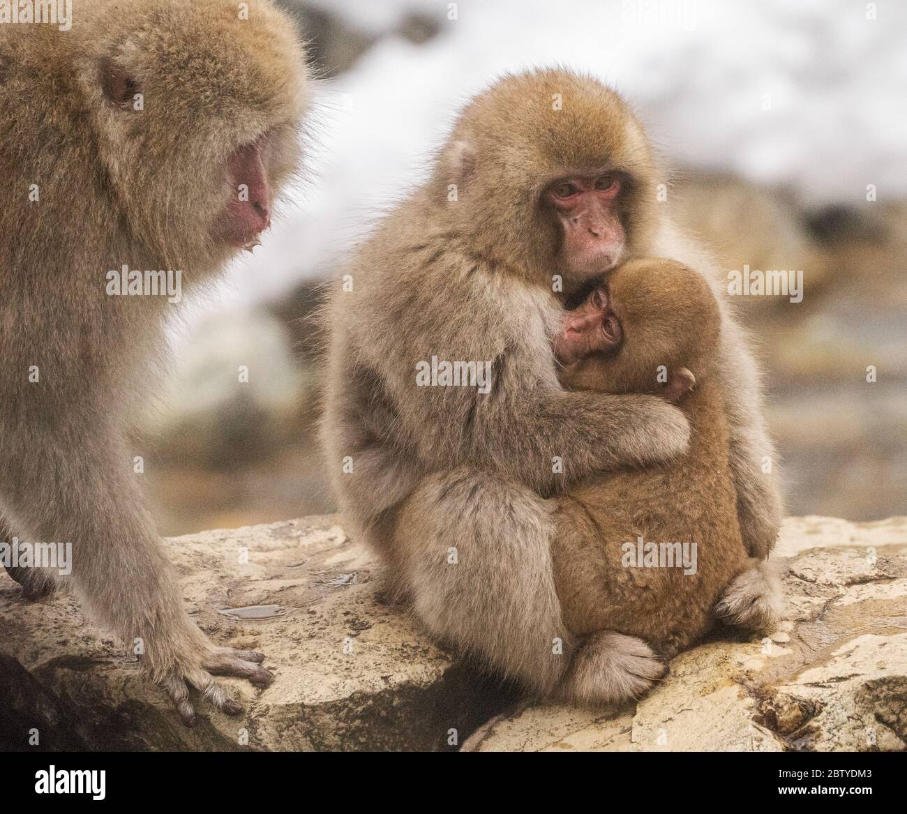 Snow monkey family, Honshu, Japan, Asia Stock Photo - Alamy