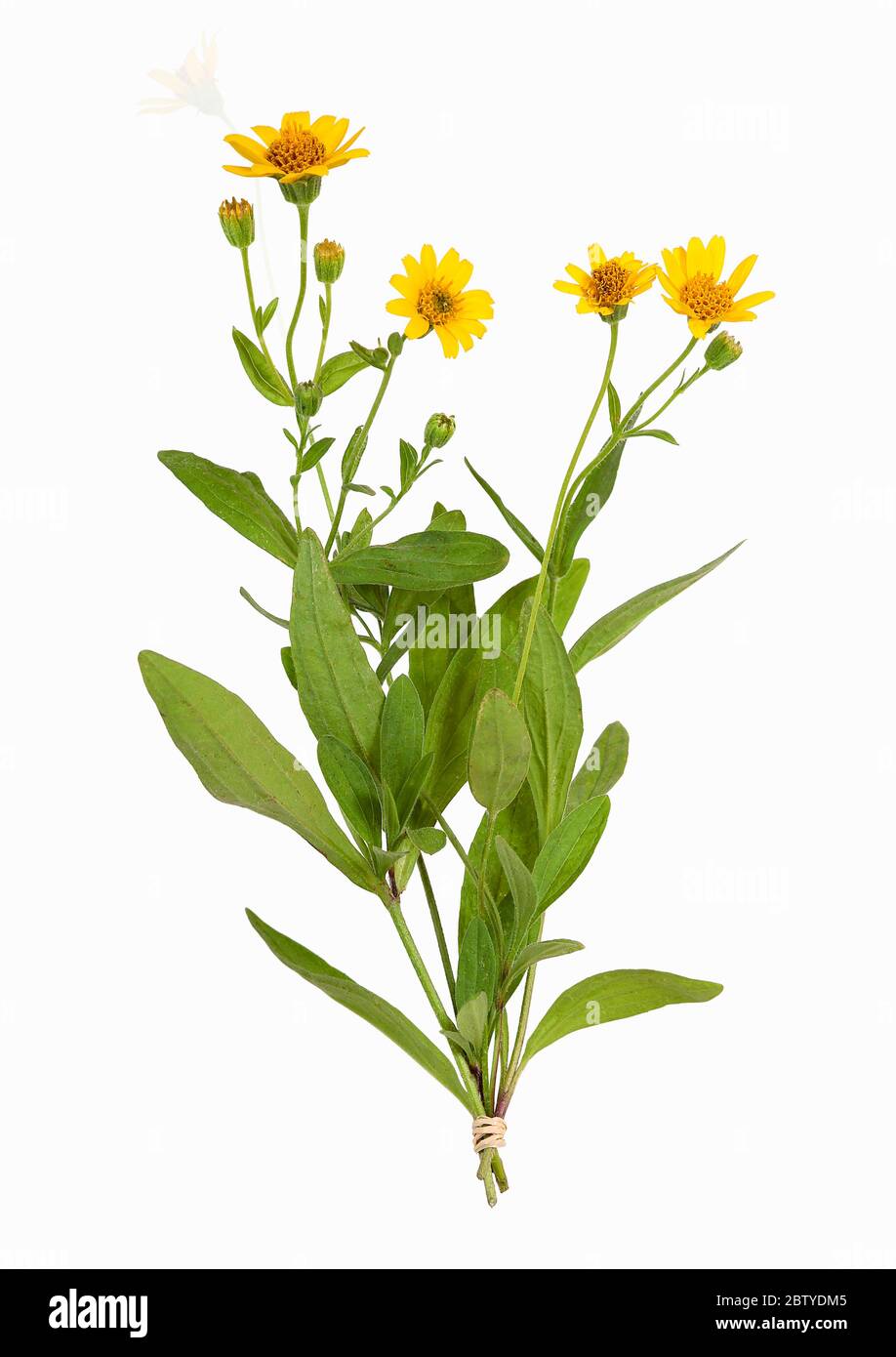Arnica montana plant, isolated Stock Photo - Alamy