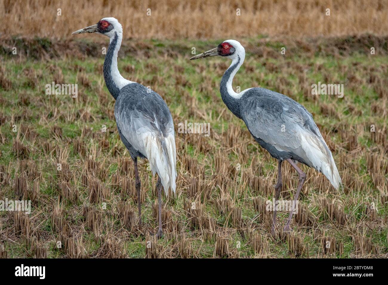 White naped crane (Antigone vipio), Arasaky, Hokkaido, Japan, Asia ...
