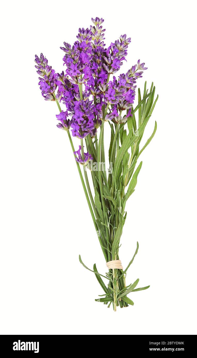 Lavender leaf plant branch Cut Out Stock Images & Pictures - Alamy