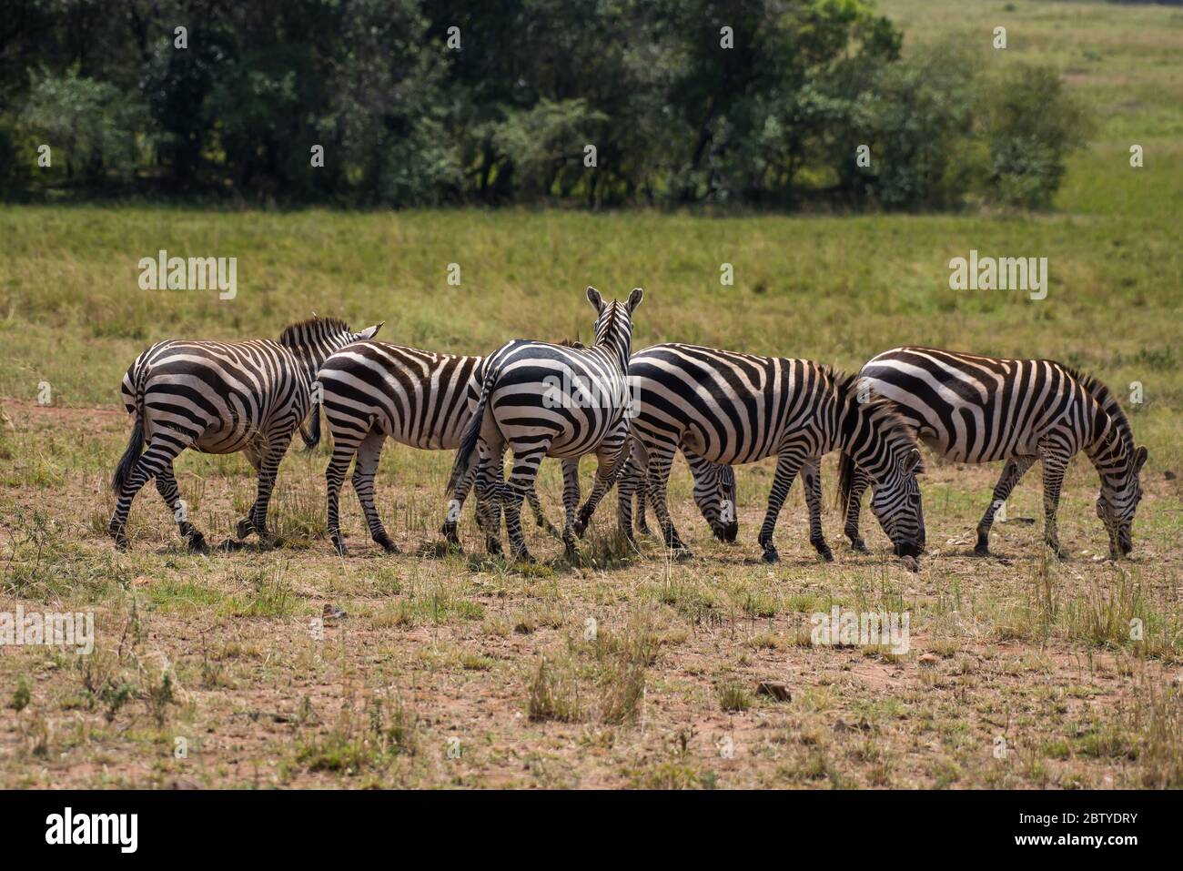 African zebra migration hi-res stock photography and images - Alamy