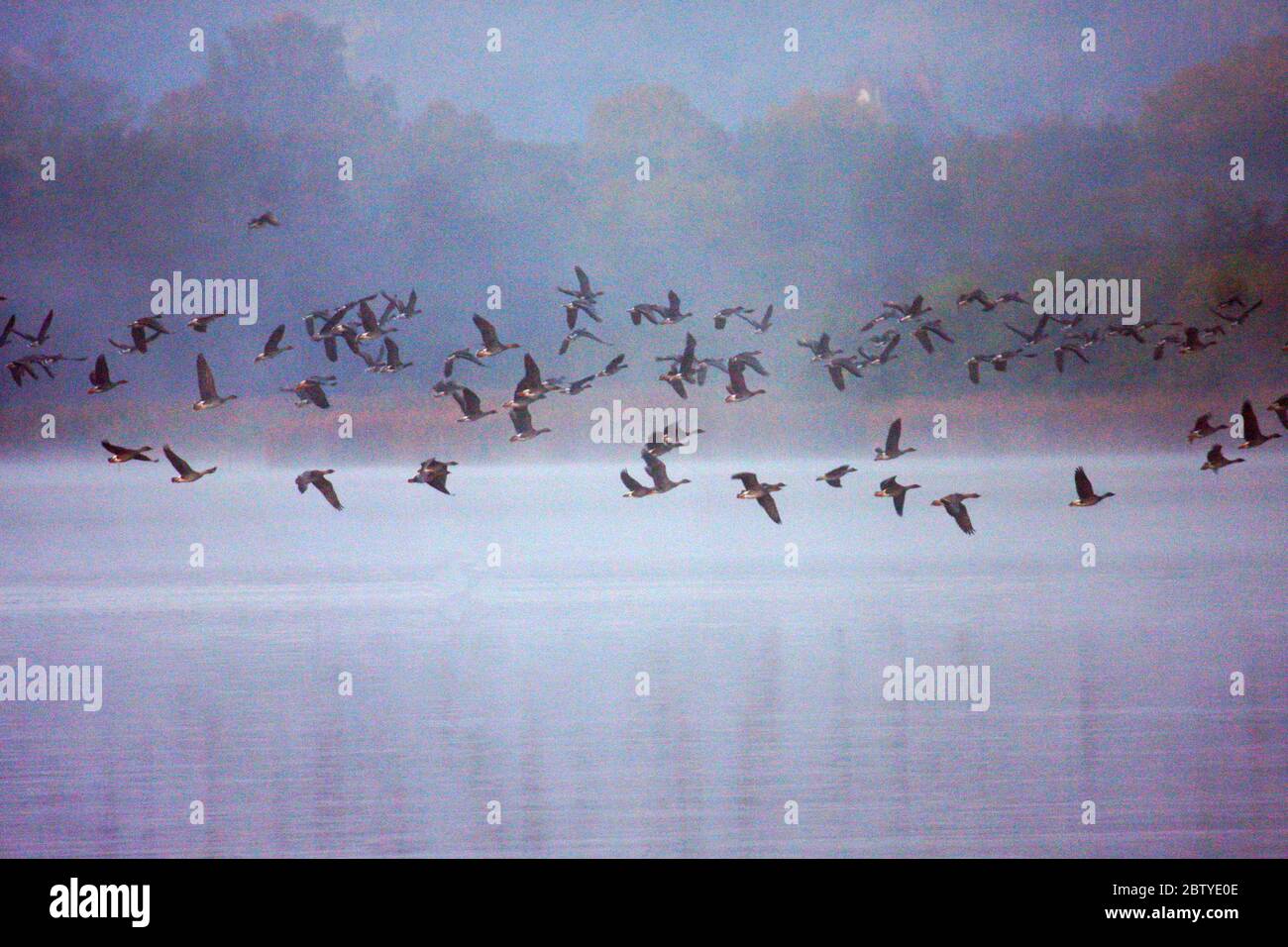 Birds in formation hi-res stock photography and images - Alamy