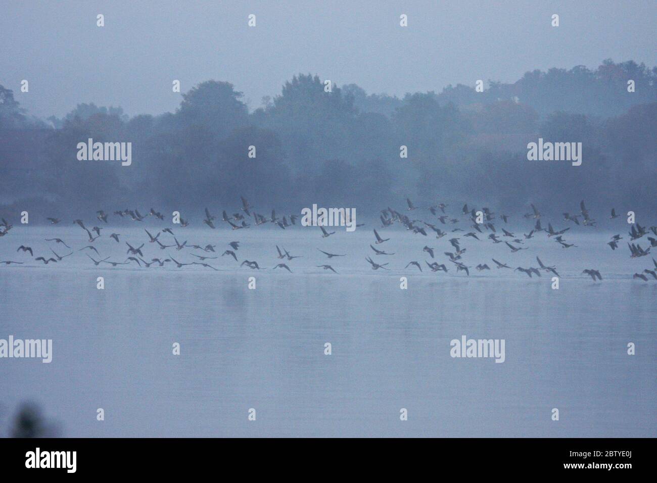 Birds in formation hi-res stock photography and images - Alamy