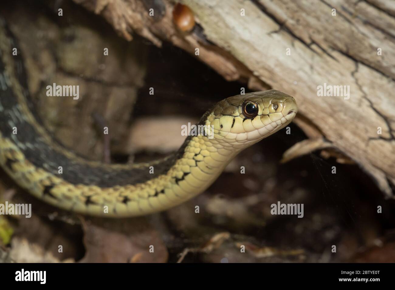 An Eastern Garter Snake searches for a meal in the Glen Stewart Ravine ...