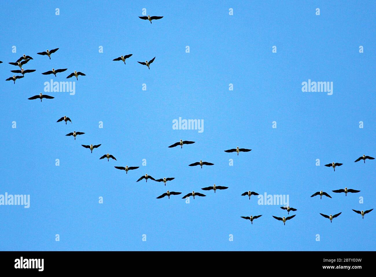 Flock of birds in formation Stock Photo - Alamy